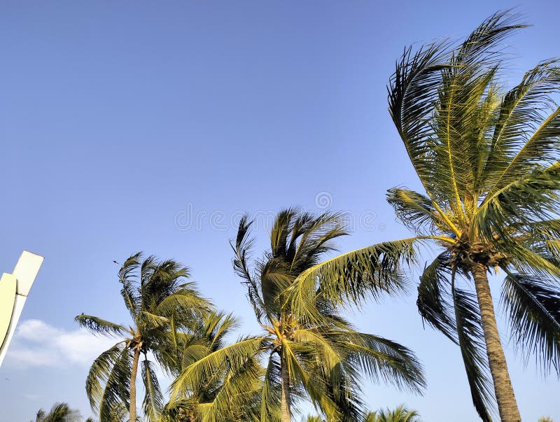 Coconut Palm Blown by the Wind Stock Photo - Image of coconut, wind ...