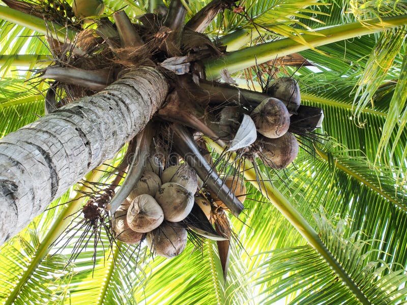 Coconut Palm,dried Coconuts. Stock Image - Image of organic, palm: 54694797