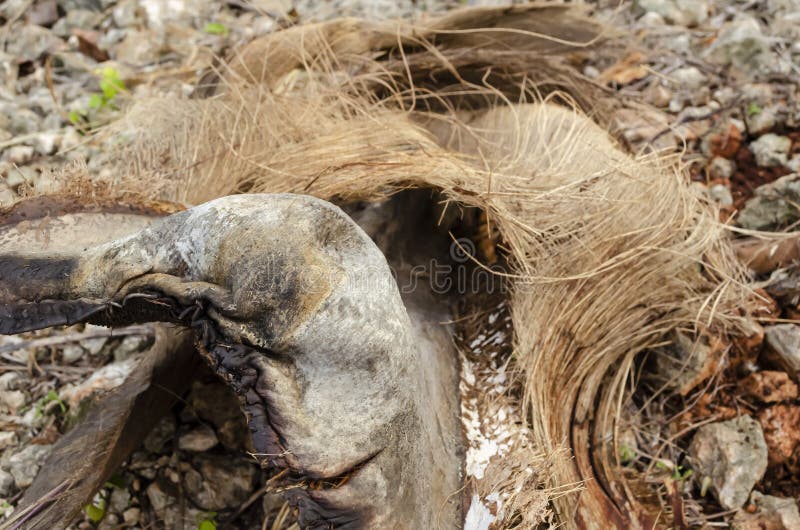 Coconut Palm Leaf Base and Sheath Stock Photo - Image of fibrous, rock ...