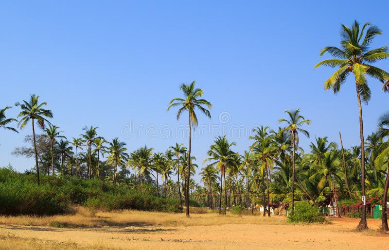 Coconut Palm Grove in Goa, India Stock Image - Image of forest, coconut ...