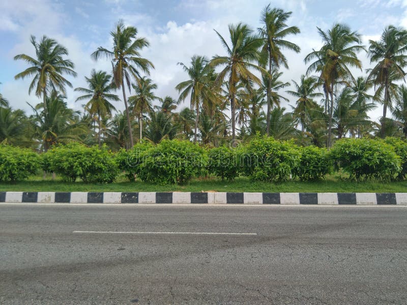 Coconut palm highway stock photo. Image of highway, coconut - 165275532