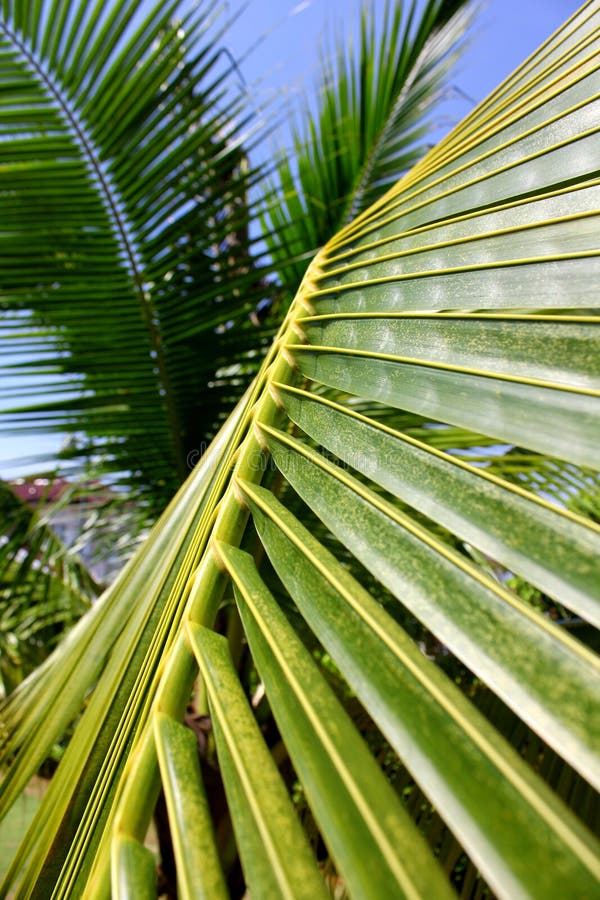 Coconut palm leaf stock photo. Image of nature, exotic - 14225680