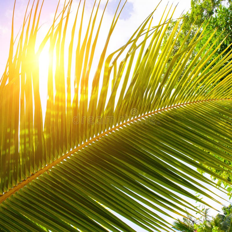 Sun Rays through the Coconut Tree Stock Image - Image of coconut ...