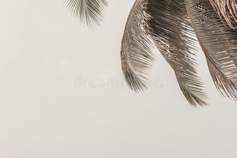 Coconut Palm Leaves on a Neutral Background. Template with Place for ...