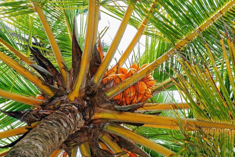 Coconut palm ripe fruits stock image. Image of coconut - 96497699