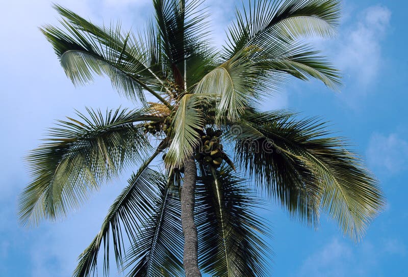 Big Tropical Tree Picture. Image: 15257900