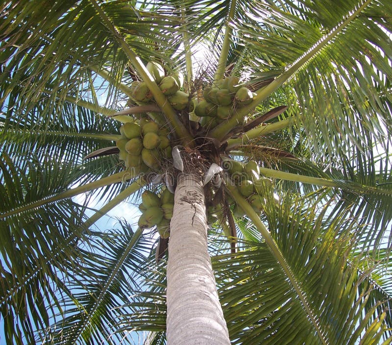 Coconut Palm Tree Royalty Free Stock Image - Image: 5522426