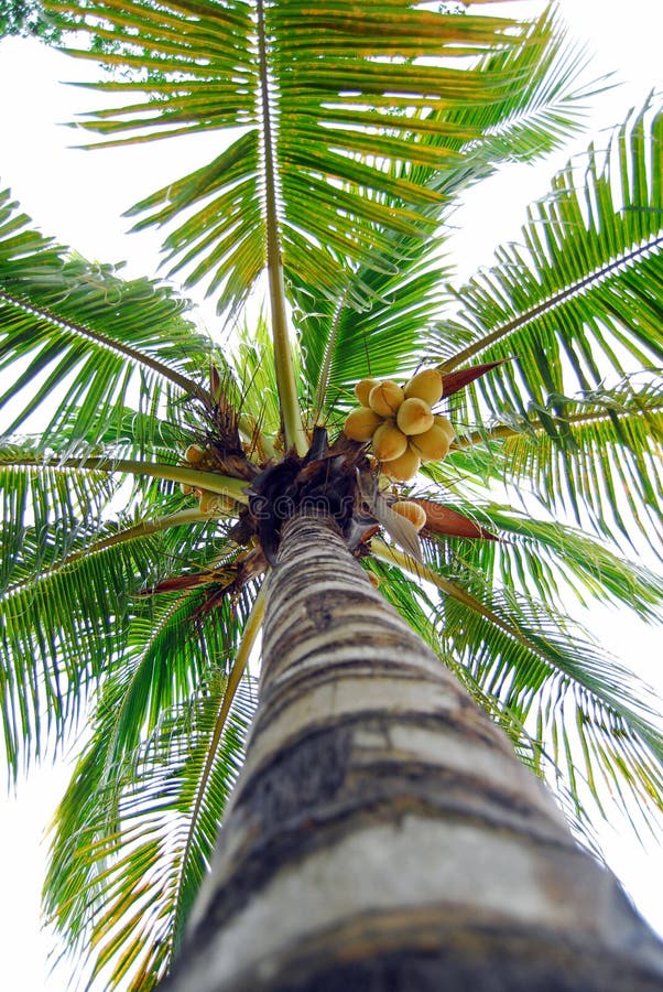 Coconut Palm Tree stock image. Image of fruit, plant, isolated - 5868933