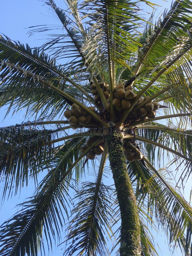 Coconut Palm Tree Against a Clear Blue Sky. Stock Photo - Image of ...