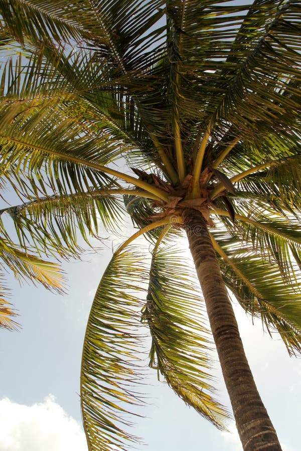Coconut Palm or Cocos Nucifera Stock Photo - Image of water ...