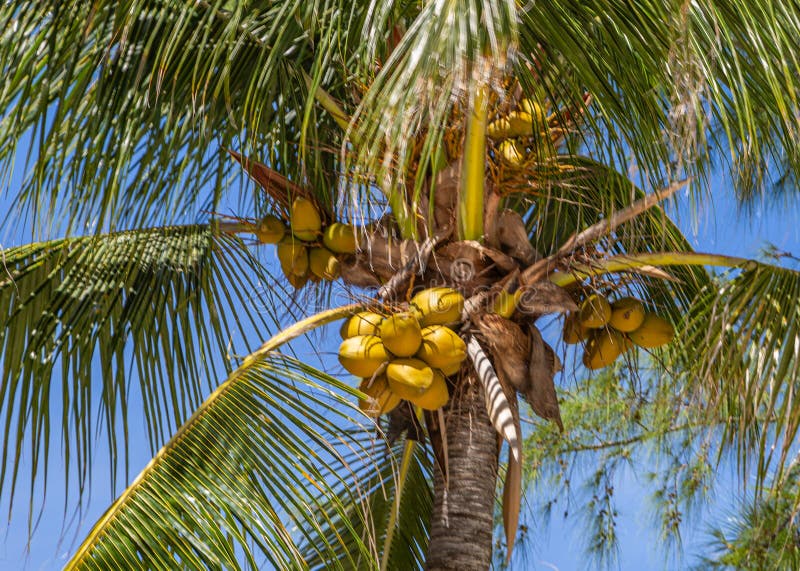 Coconut Palm Tree on the Bahama Islands Stock Image - Image of drupe ...