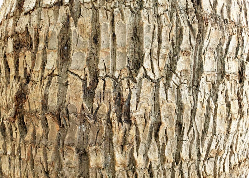 Coconut Palm Tree Bark Texture. Stock Image - Image of climate, concept ...