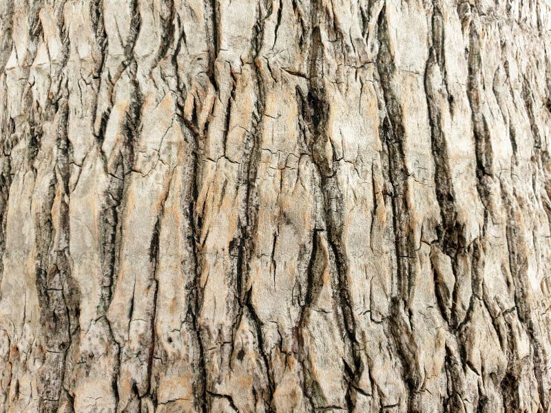 Coconut Palm Tree Bark Texture. Stock Photo - Image of detail ... Coconut Palm Tree Bark Texture. Stock Photo - Image of detail ...