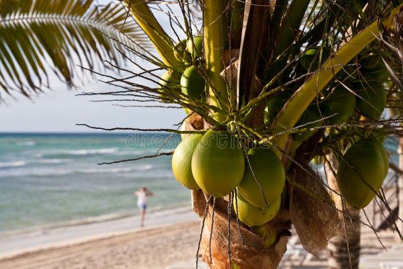 Coconut Palm Trees on Early Morning Beach Stock Image - Image of ...
