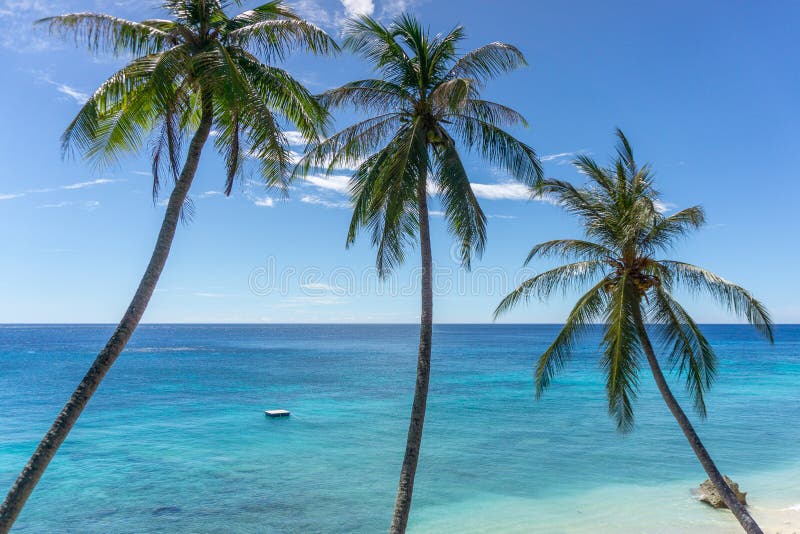 Coconut Palm Tree at the Beach. Low Angle View of Coconut Tree Against ...
