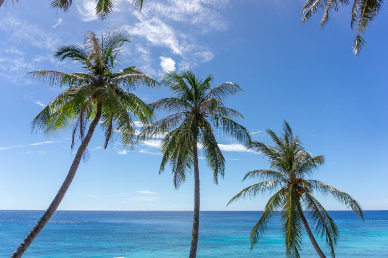 Coconut Palm Tree at the Beach. Low Angle View of Coconut Tree Against ...