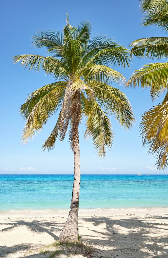 Coconut Palm Tree on the Beach on Malapascua Island, Philippines Stock ...