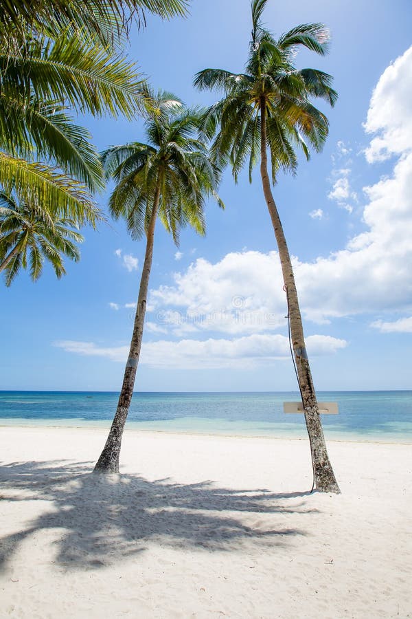 Coconut Palm Tree on the Beach Stock Photo - Image of coconut, ocean ...