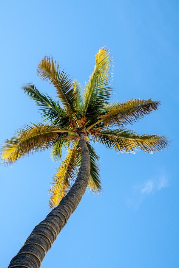 Coconut Palm Tree from Below with Tropical Blue Sky Stock Image - Image ...