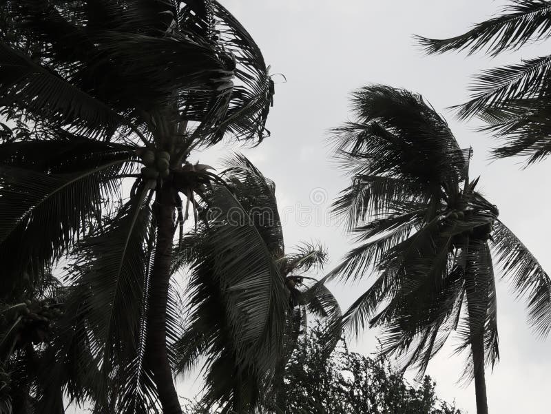 Coconut Palm Tree Blowing in the Winds before Heavy Hurricane. Low Key ...