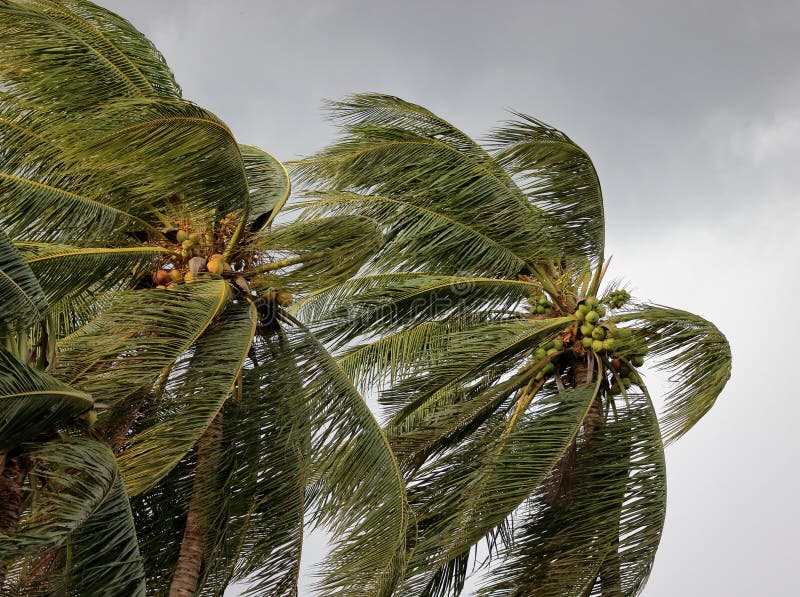 Hurricane Palm