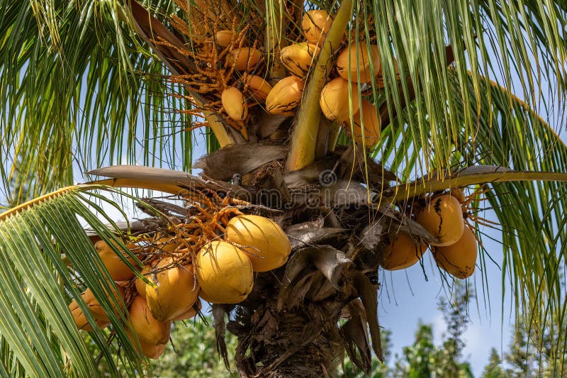 Coconut Palm Tree. Closeup of Coconuts. Blue Sky in Background. Stock ...