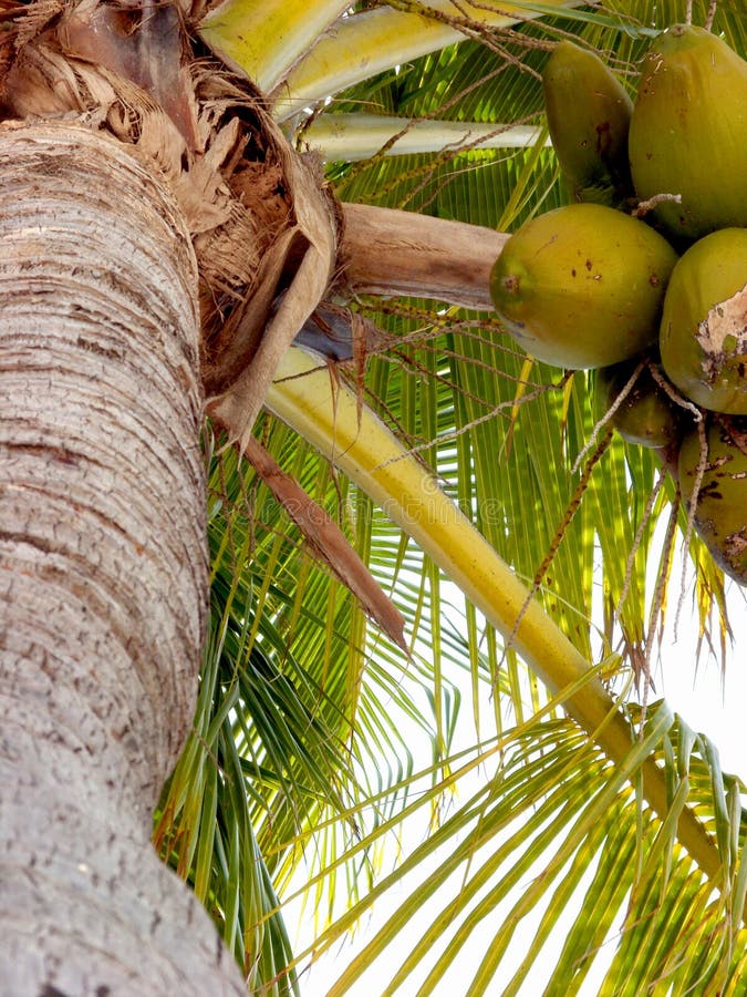 A Coconut Palm Tree stock image. Image of juice, bunch - 46774677