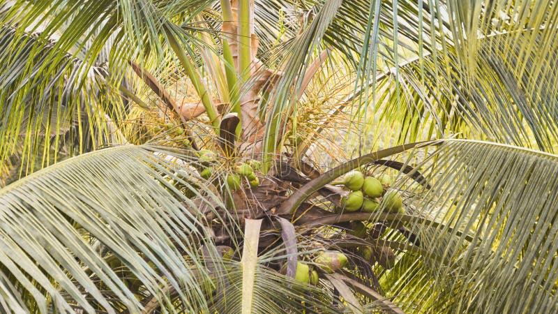 Coconut Palm Tree with Coconuts in the Forest Stock Image - Image of ...