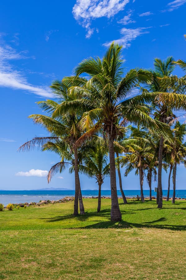 Fiji, Coconut palm stock image. Image of palm, fruit - 96411619