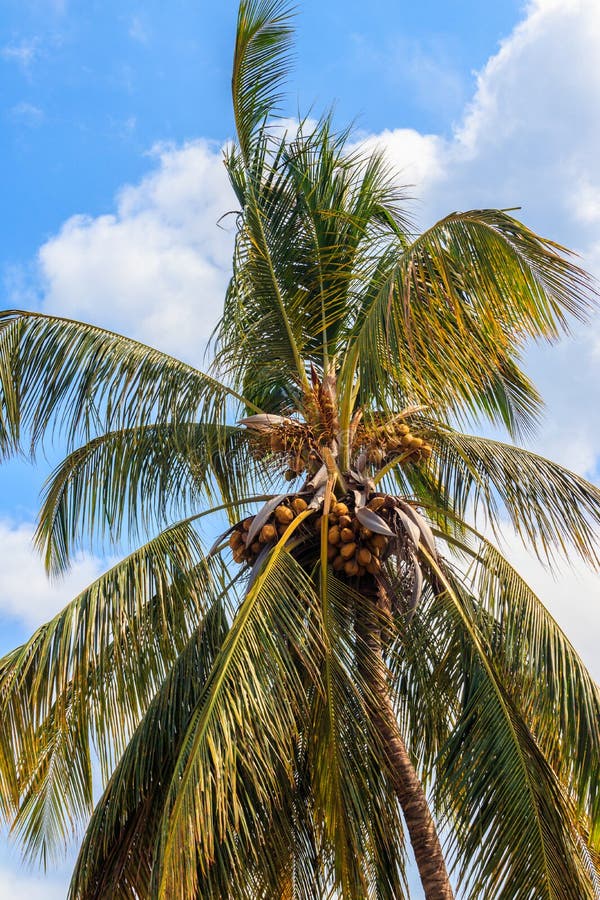 Coconut Palm Tree Cocos Nucifera with Ripening Coconuts Against Blue ...