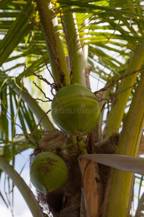 Coconut Palm Tree Cocos Nucifera in Southwest Florida Stock Image ...
