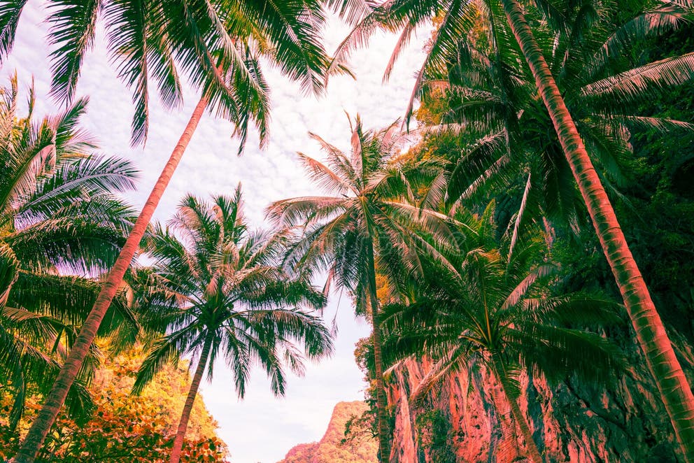 Coconut Palm Tree Leave Pattern from Low Angle View. Color Tone Effect ...