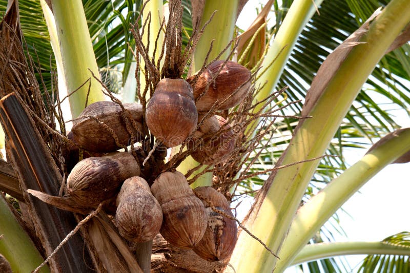 Coconut Palm Tree with Dried Coconuts Stock Image - Image of branch ...