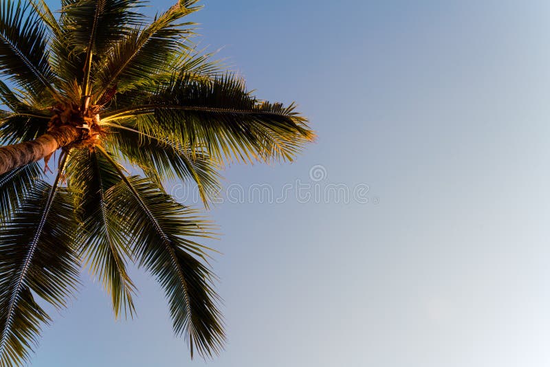 Coconut Palm Tree with Empty Sky Stock Image - Image of sunlight ...