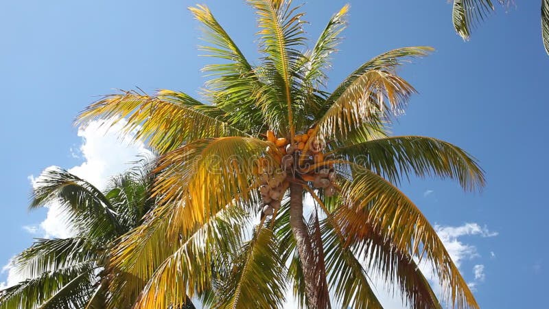 Coconut Palm Tree Forest Aerial Top View. Aerial Top Down Flyover Shot ...