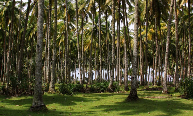 Coconut palm tree forest stock image. Image of outdoor - 59882895