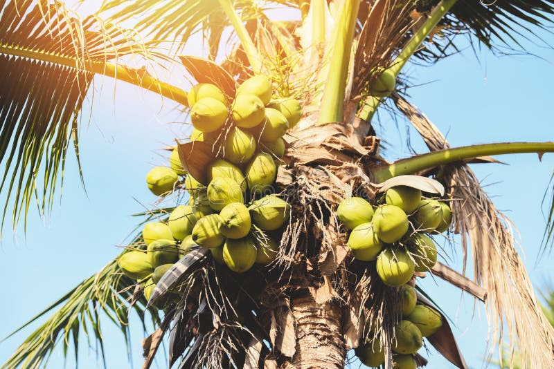 Coconut Palm Tree and Coconut Fruit in the Tropical Garden with Blue ...
