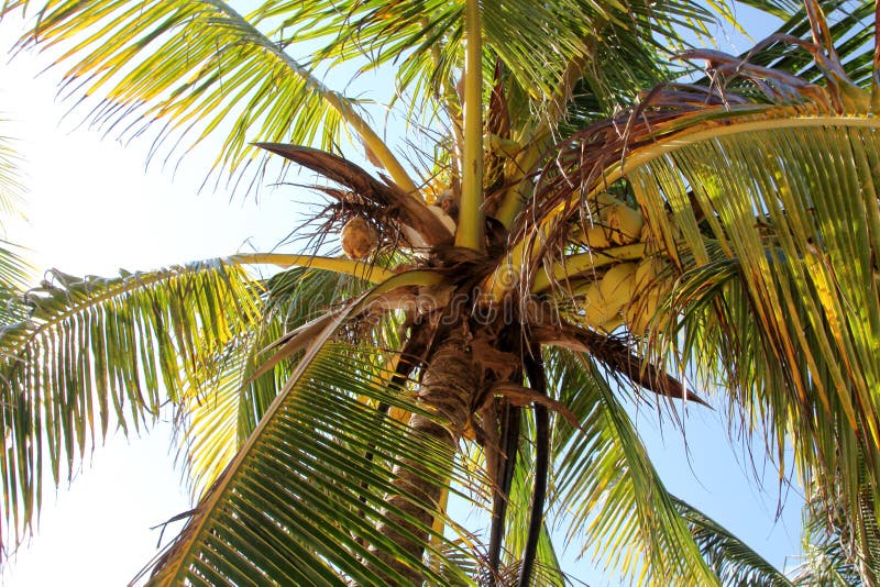 Coconut Palm or Cocos Nucifera Stock Photo - Image of water ...
