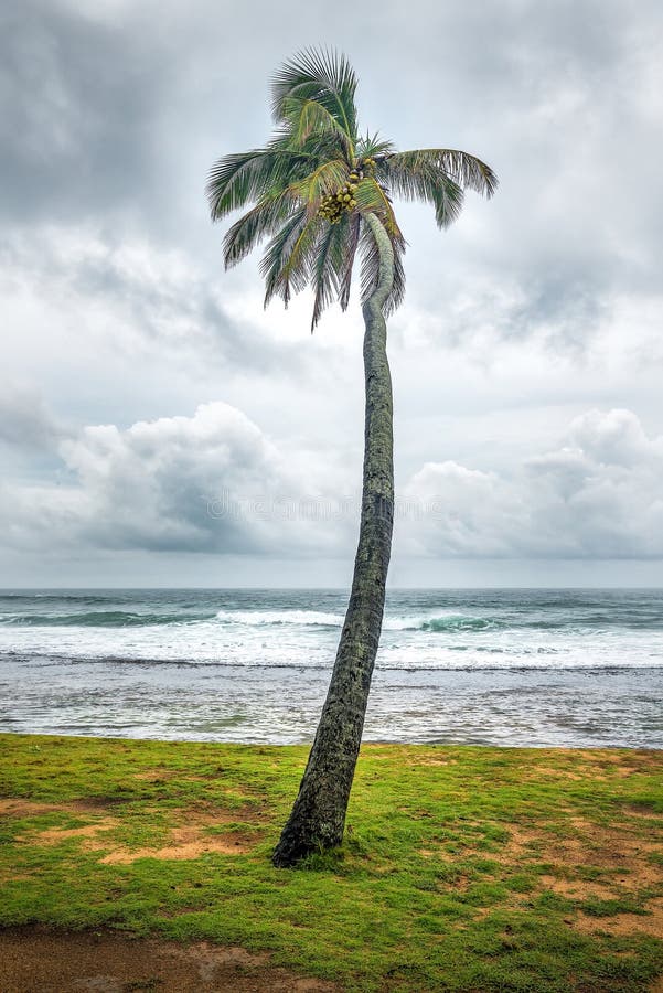 Coconut Palm Tree on the Green Island Under Stormy Sky Stock Photo ...
