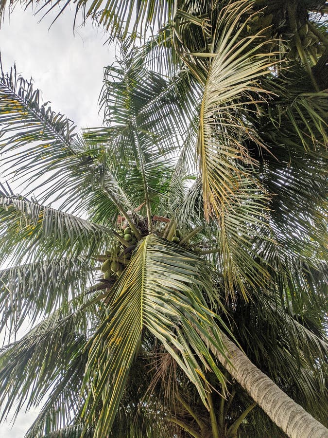 6,813 Coconut Tree Small Stock Photos - Free & Royalty-Free Stock ...