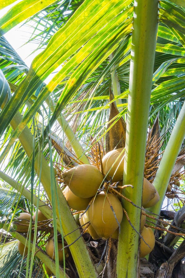 Coconut palm tree isolated stock image. Image of nature - 69070697