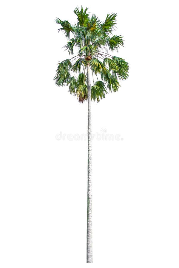 Coconut or Palm Tree Isolated on White Background Stock Image - Image ... Coconut or Palm Tree Isolated on White Background Stock Image - Image ...