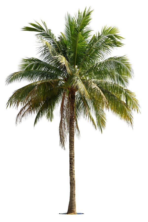 Palm tree stump, stock photo. Image of wild, tree, stub - 223949718