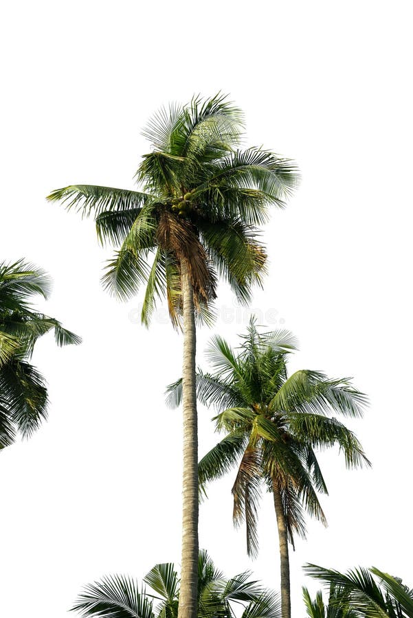 Coconut Palm Tree Isolated on White Background Stock Image - Image of ... Coconut Palm Tree Isolated on White Background Stock Image - Image of ...
