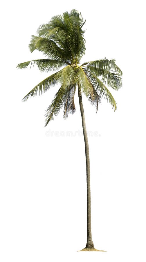 Coconut Palm Tree Isolated on White Background Stock Photo - Image of ... Coconut Palm Tree Isolated on White Background Stock Photo - Image of ...