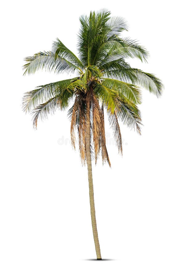 Palm tree stump, stock photo. Image of wild, tree, stub - 223949718