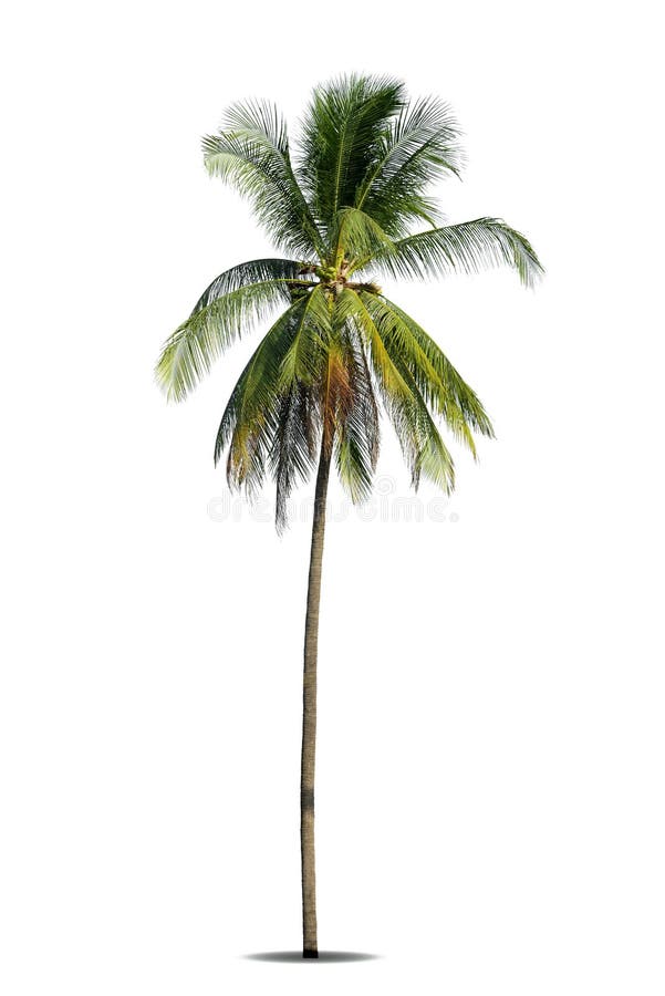 Coconut Palm Tree Isolated on White Background Stock Photo - Image of ... Coconut Palm Tree Isolated on White Background Stock Photo - Image of ...