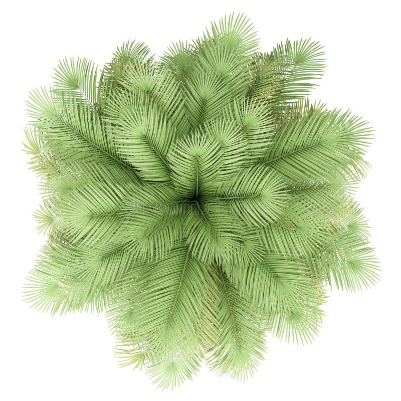 Top View of Coconut Palm Tree Isolated on White Stock Illustration ...