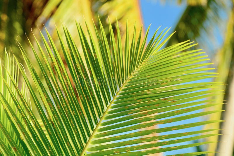 Coconut Palm Tree Leaf Against Blue Sky; Backlight Stock Photo - Image ...