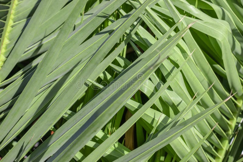 Coconut Palm Tree Leaf, Beautiful Tropical Background Stock Image ...